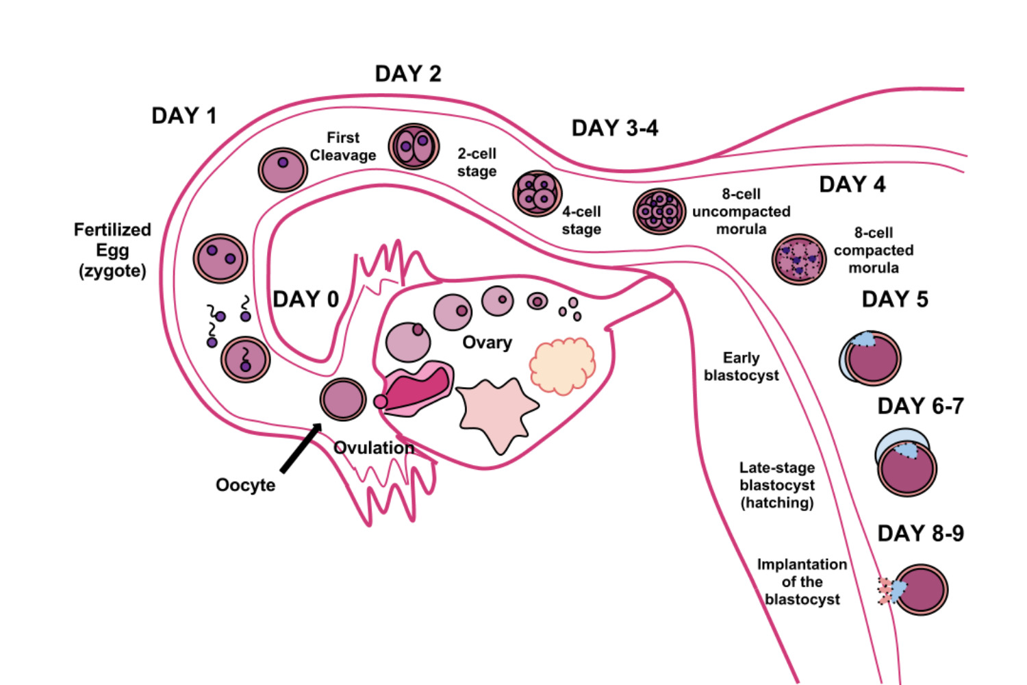 8 DPO Symptoms What To Expect And When To Test 8 DPO Symptoms What To Expect And When To Test